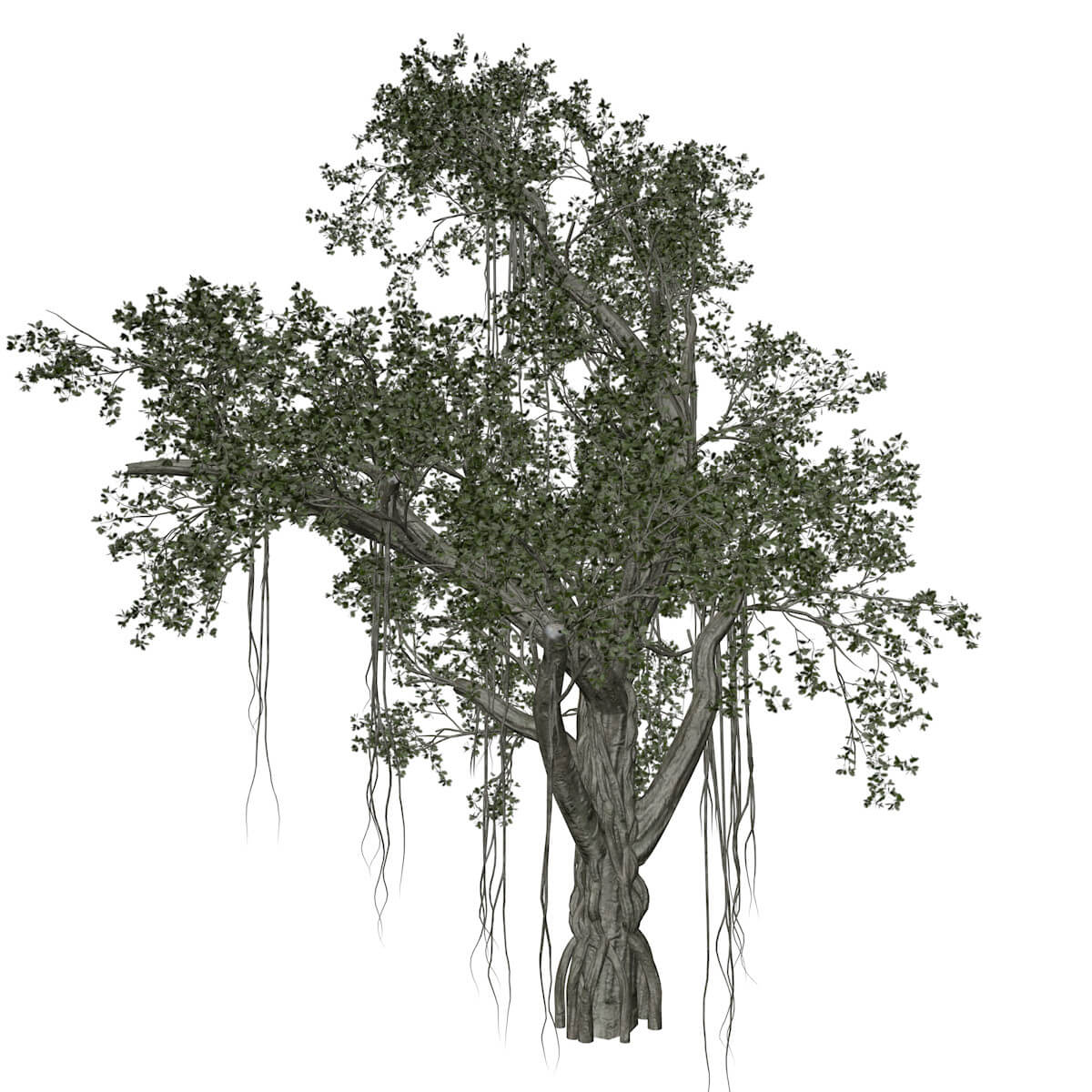 Chinese Banyan Tree #07 - 3D Model by AntonioKowatsch