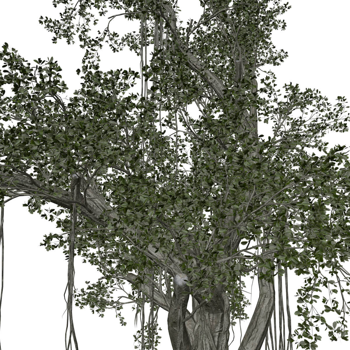 Chinese Banyan Tree #07 - 3D Model by AntonioKowatsch