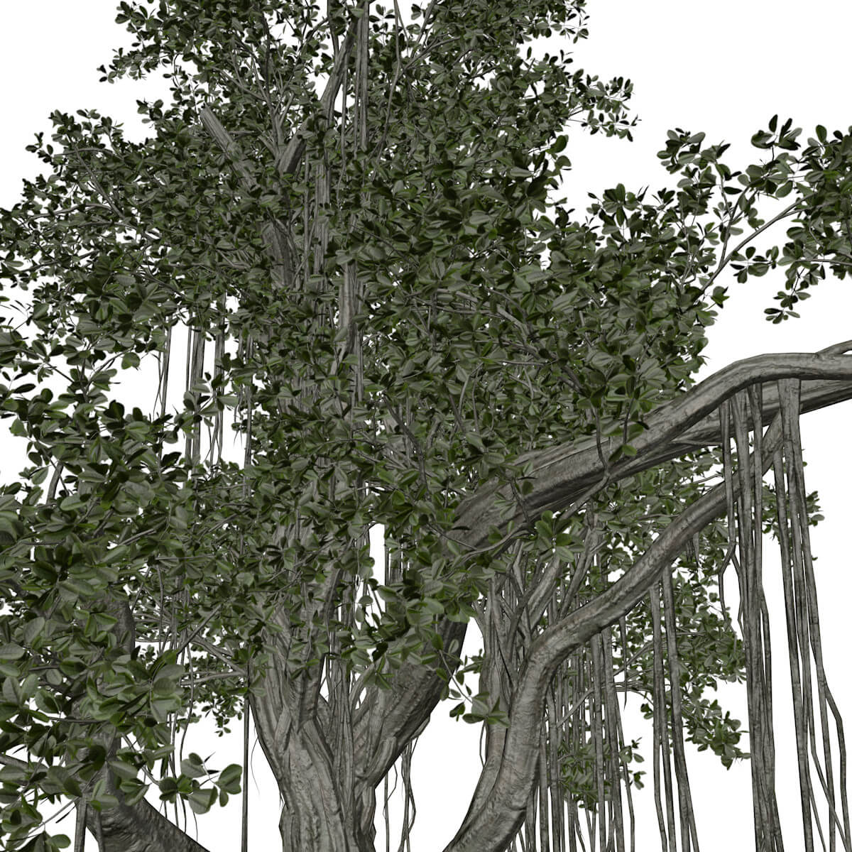 Chinese Banyan Tree Collection by AntonioKowatsch