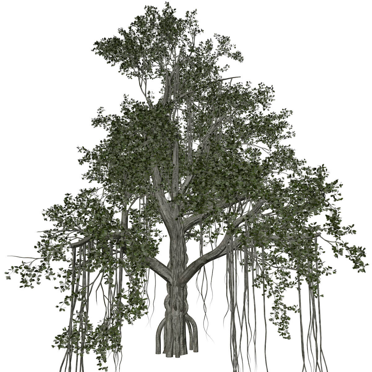 Chinese Banyan Tree Collection by AntonioKowatsch