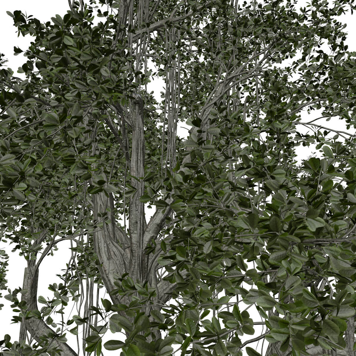Chinese Banyan Tree #09 - 3D Model by AntonioKowatsch