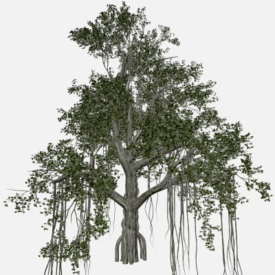 Chinese Banyan Tree #09 - 3D Model by AntonioKowatsch