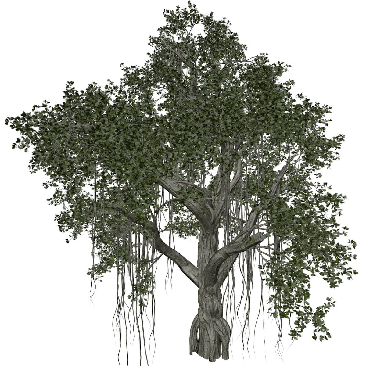 Chinese Banyan Tree #10 - 3D Model by AntonioKowatsch