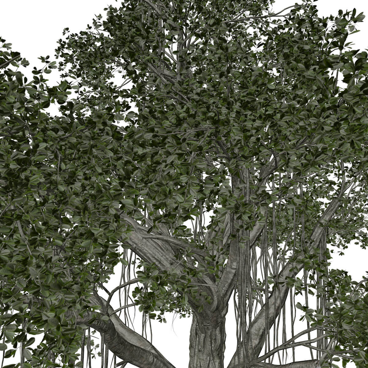 Chinese Banyan Tree #10 - 3D Model by AntonioKowatsch
