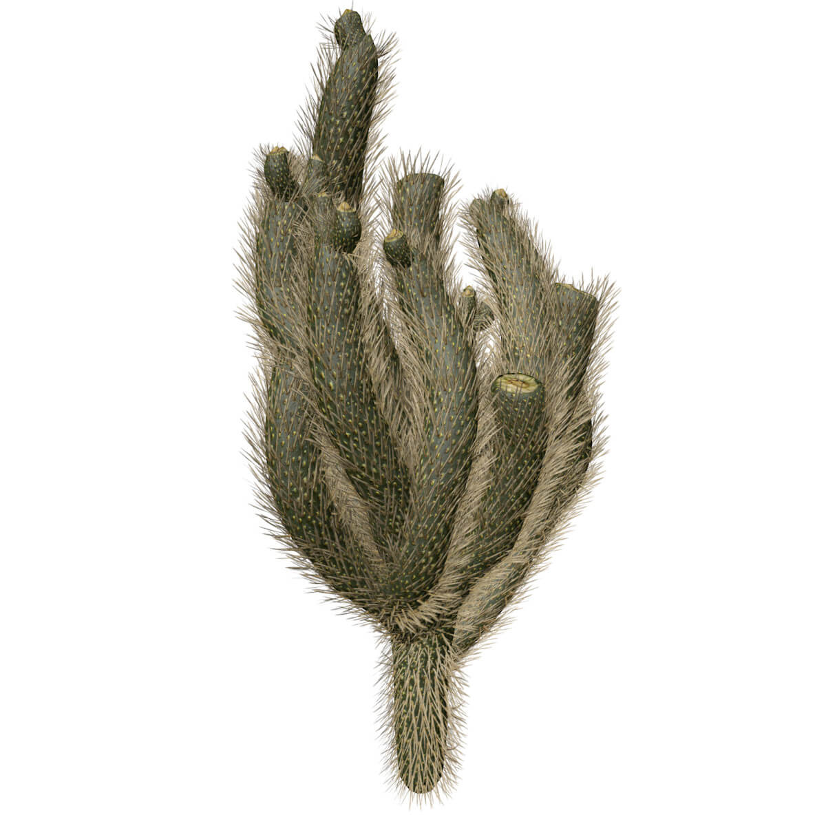 Cholla Cactus Collection by AntonioKowatsch