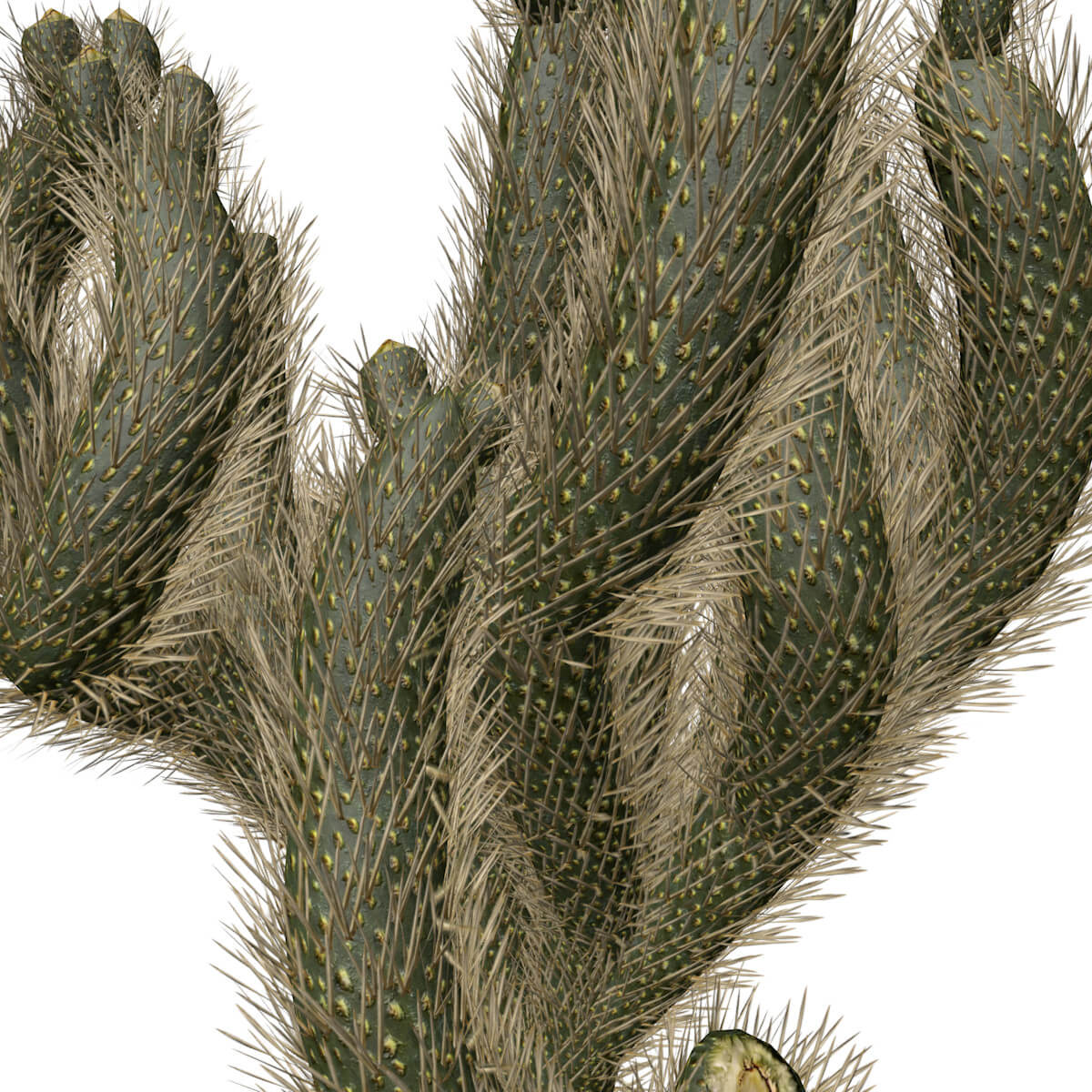 Cholla Cactus Collection by AntonioKowatsch