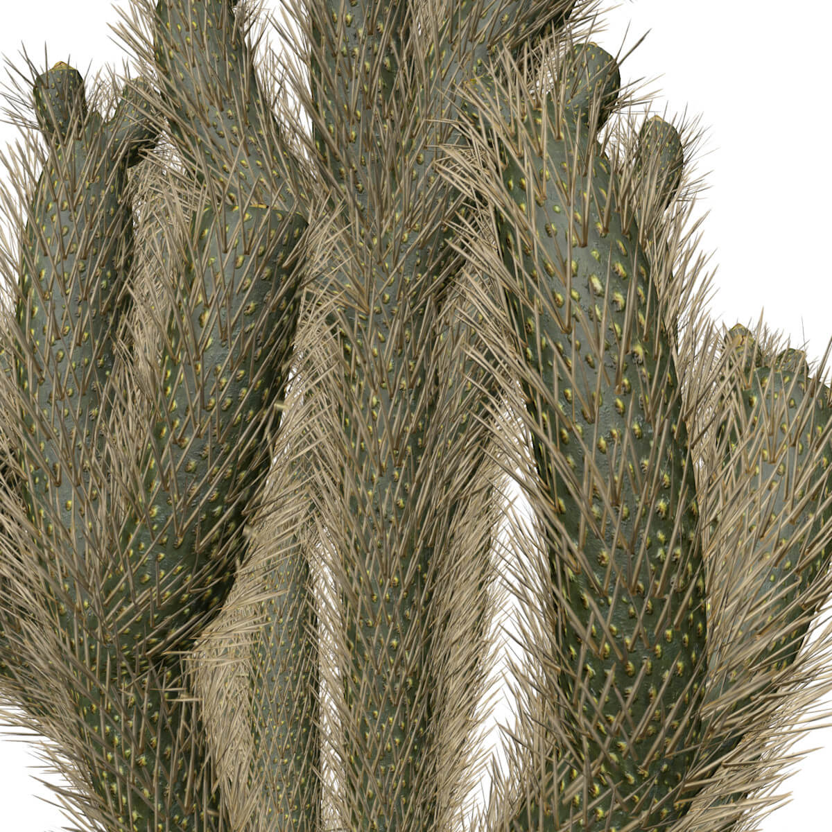 Cholla Cactus #05 - 3D Model by AntonioKowatsch