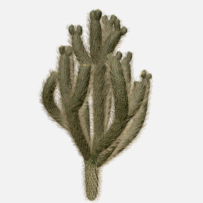 Cholla Cactus #05 - 3D Model by AntonioKowatsch