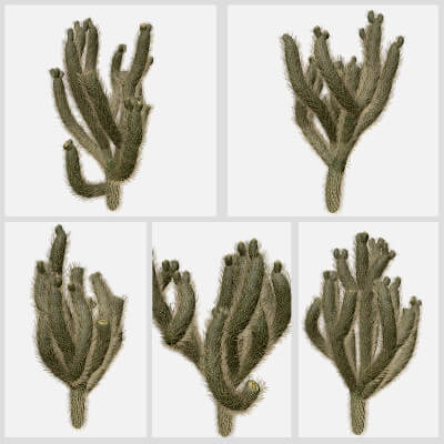 Cholla Cactus Collection by AntonioKowatsch