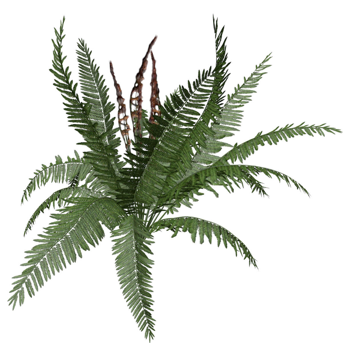 Cinnamon Fern Plant #01 - 3D Model by AntonioKowatsch