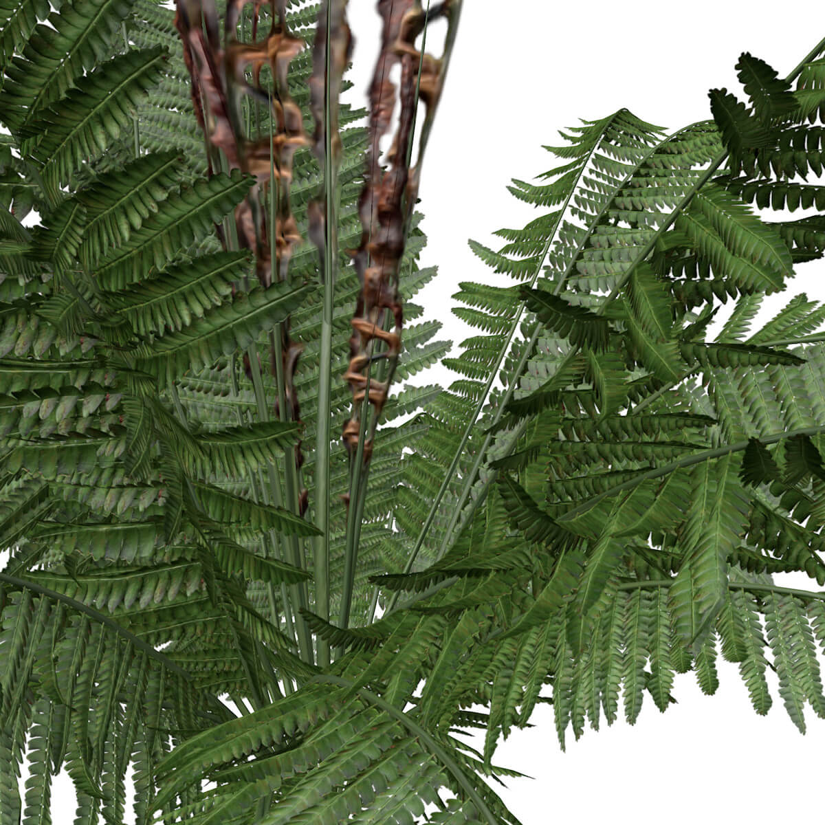 Cinnamon Fern Plant Collection by AntonioKowatsch