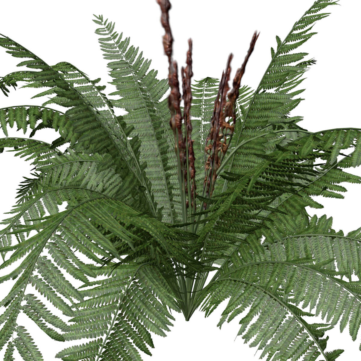Cinnamon Fern Plant Collection by AntonioKowatsch