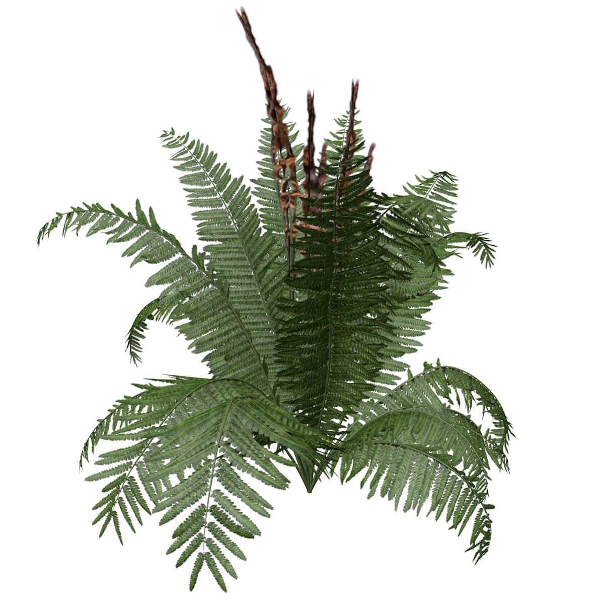 Cinnamon Fern Plant #06 - 3D Model by AntonioKowatsch