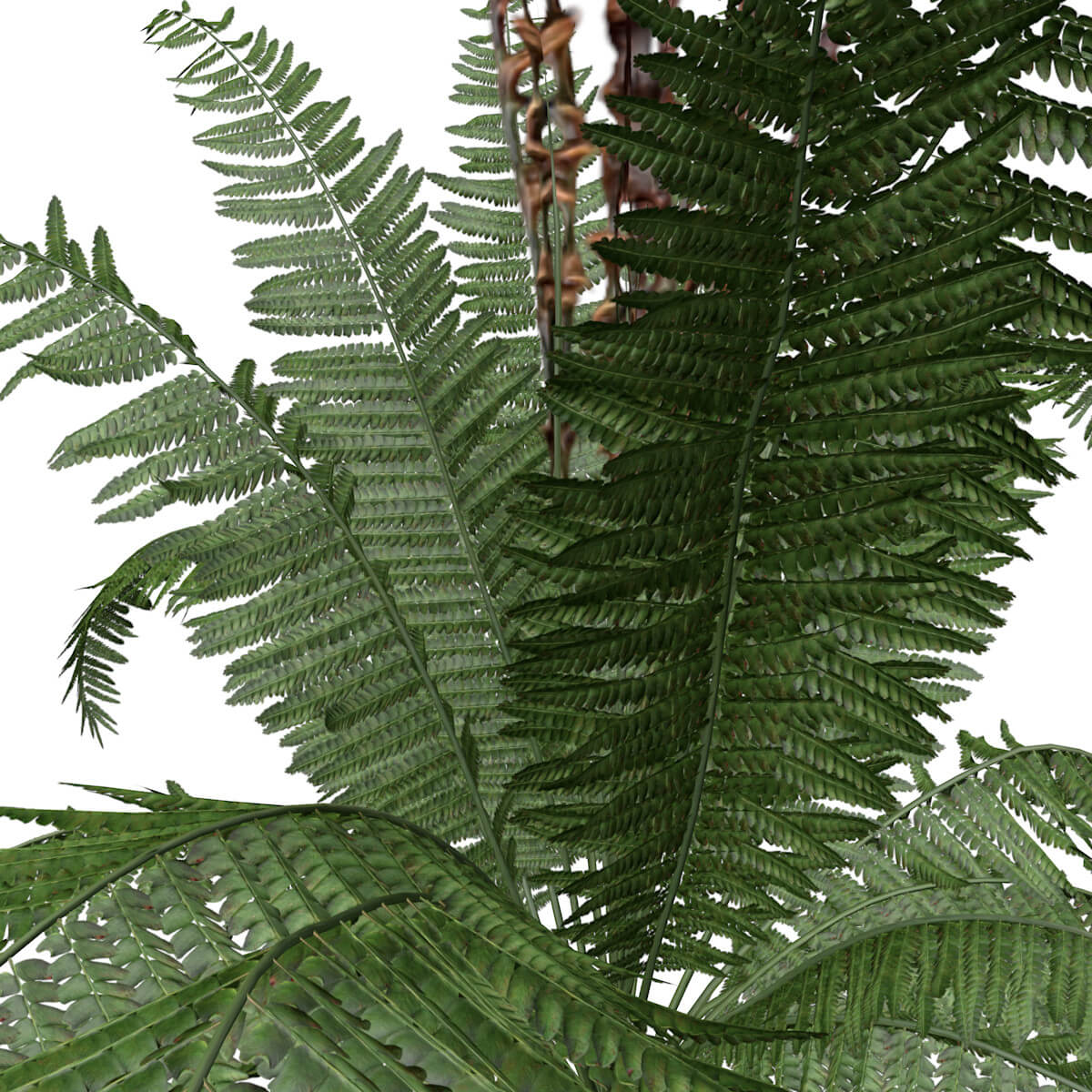 Cinnamon Fern Plant Collection by AntonioKowatsch