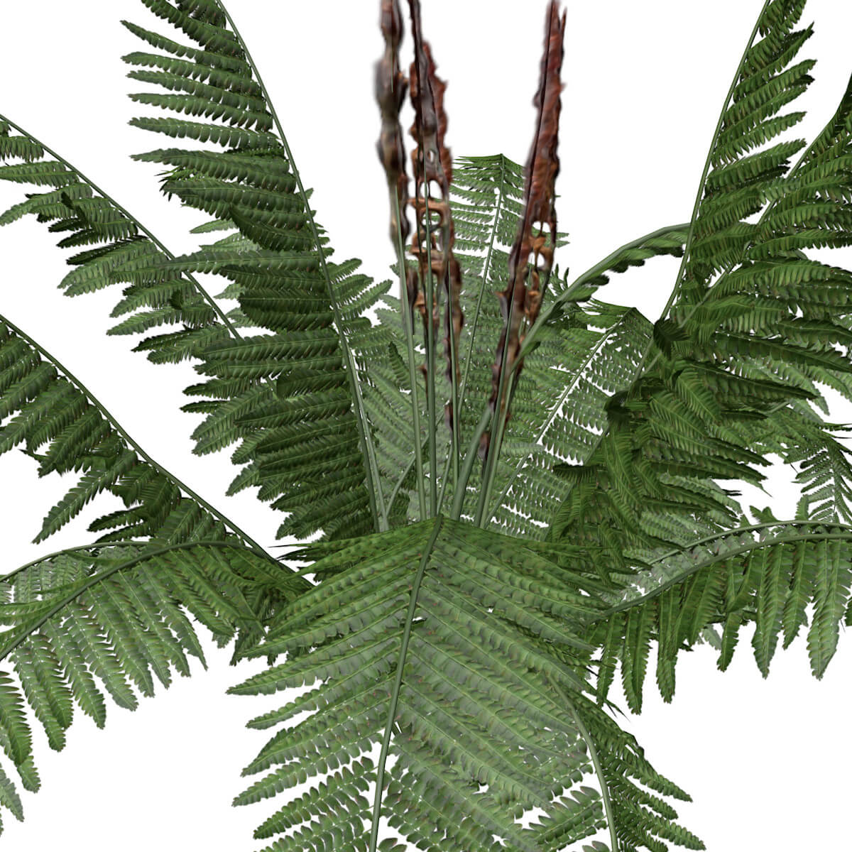 Cinnamon Fern Plant #07 - 3D Model by AntonioKowatsch