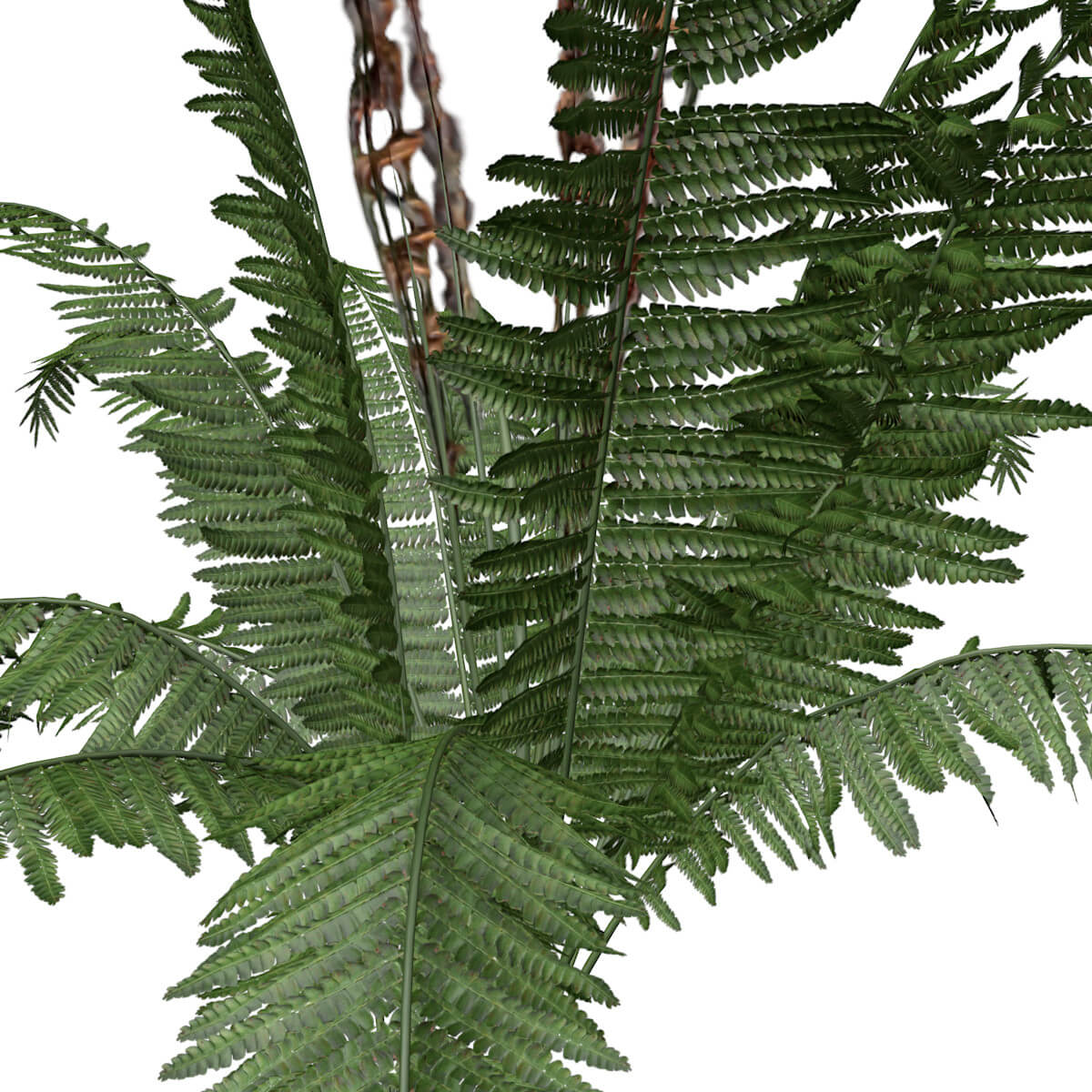 Cinnamon Fern Plant Collection by AntonioKowatsch