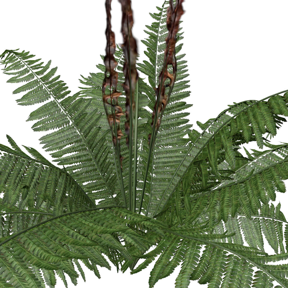Cinnamon Fern Plant #10 - 3D Model by AntonioKowatsch
