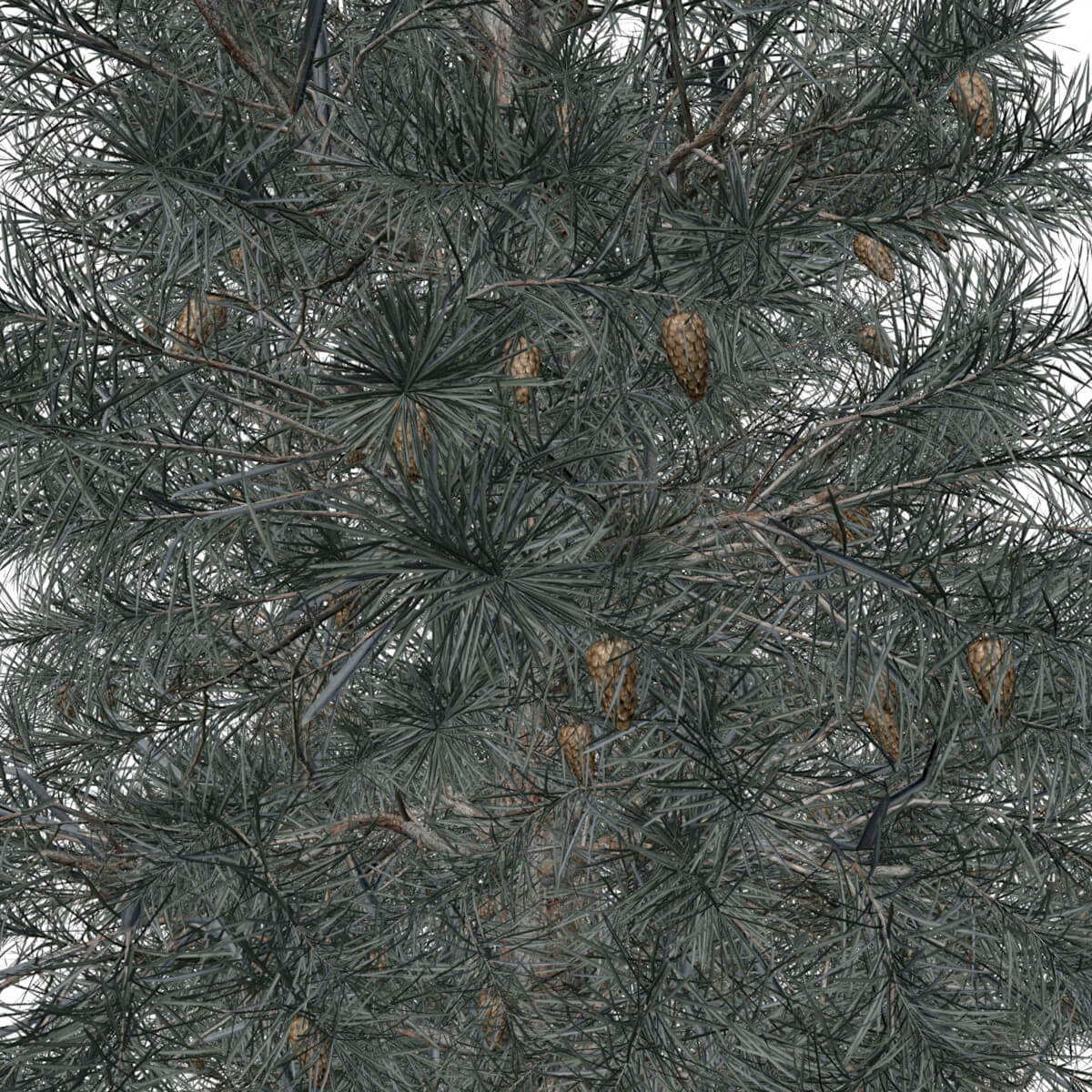 Colorado Blue Spruce Tree Collection by AntonioKowatsch