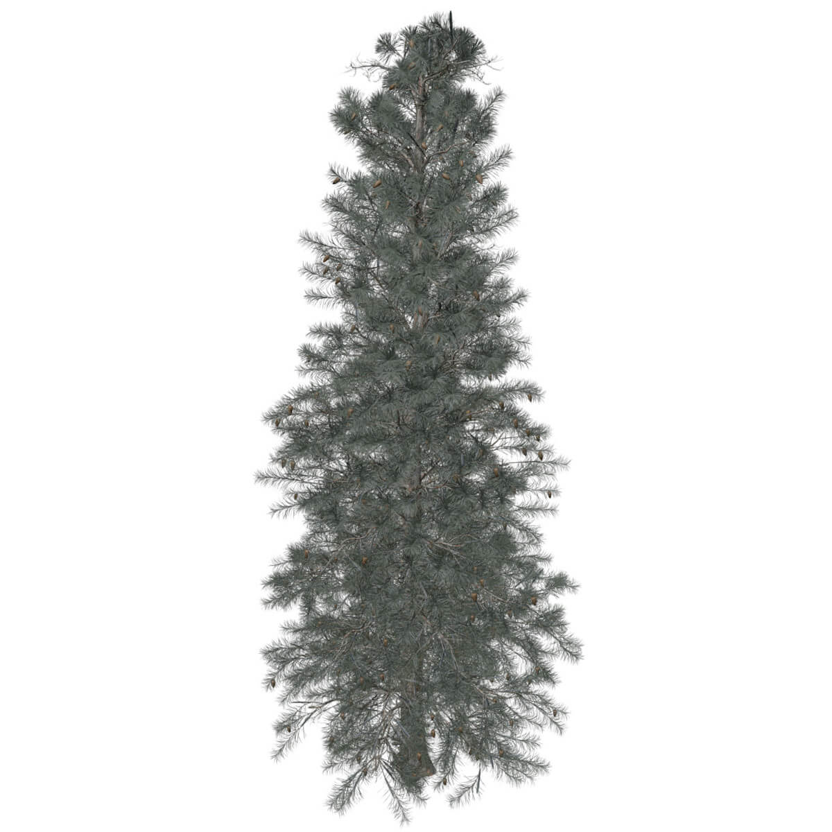 Colorado Blue Spruce Tree #07 - 3D Model by AntonioKowatsch