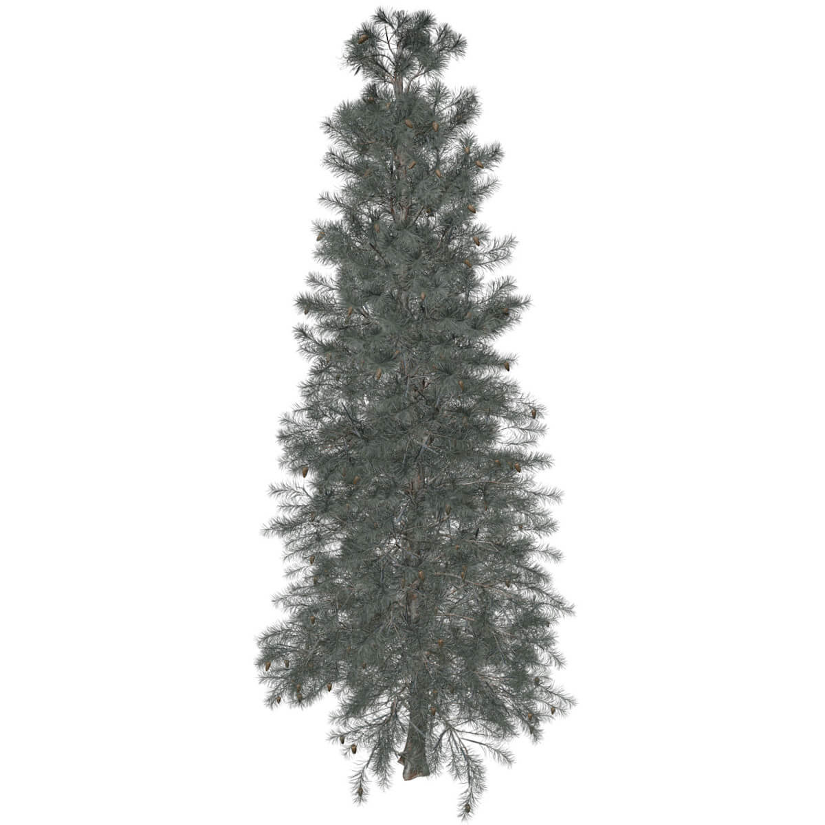 Colorado Blue Spruce Tree Collection by AntonioKowatsch