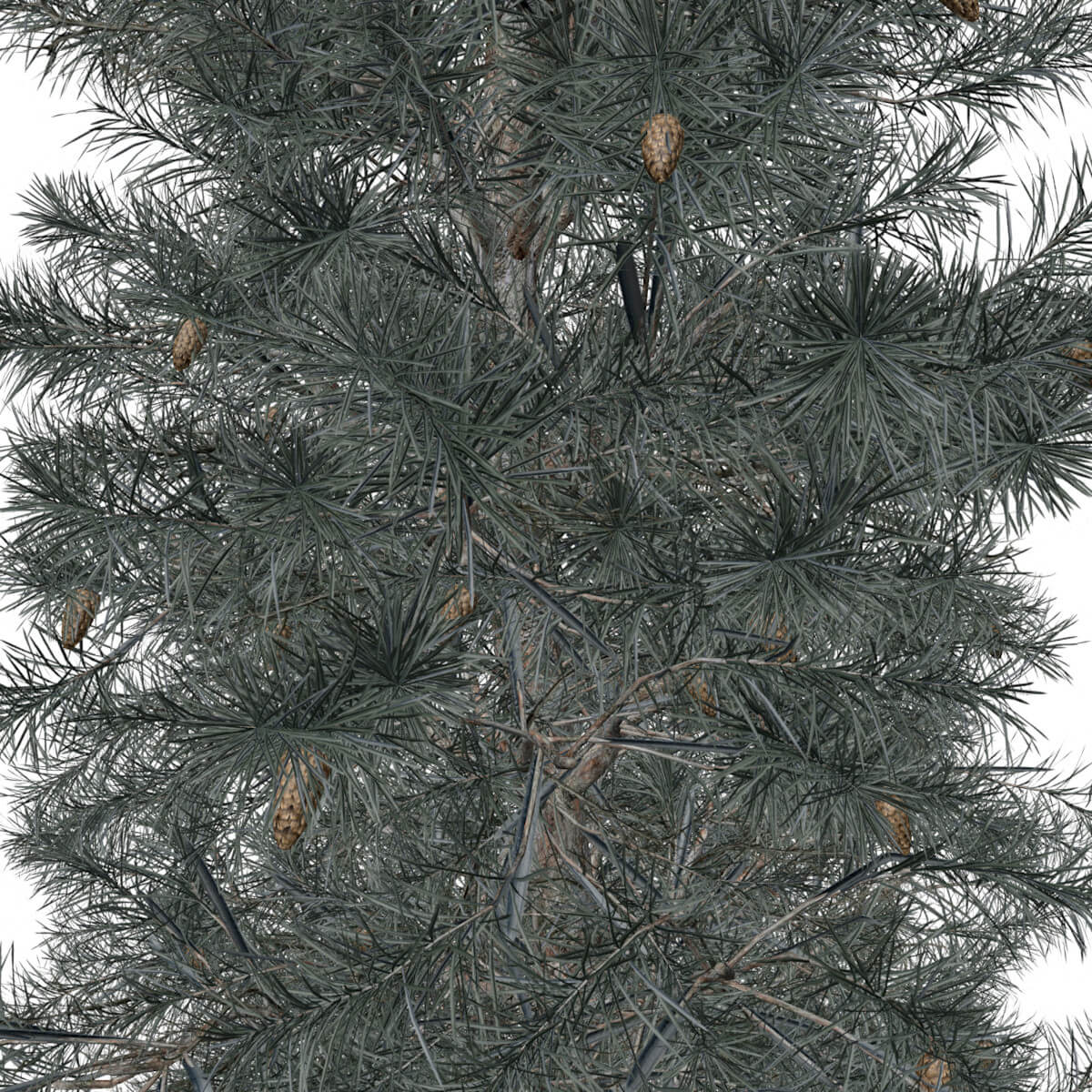 Colorado Blue Spruce Tree Collection by AntonioKowatsch