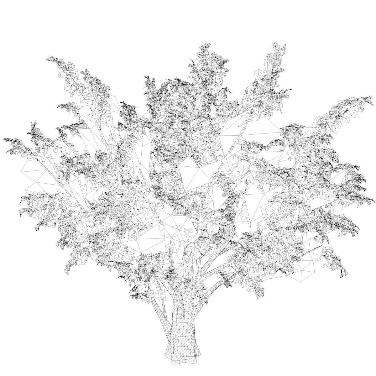 Common Hawthorn Plant Collection by AntonioKowatsch