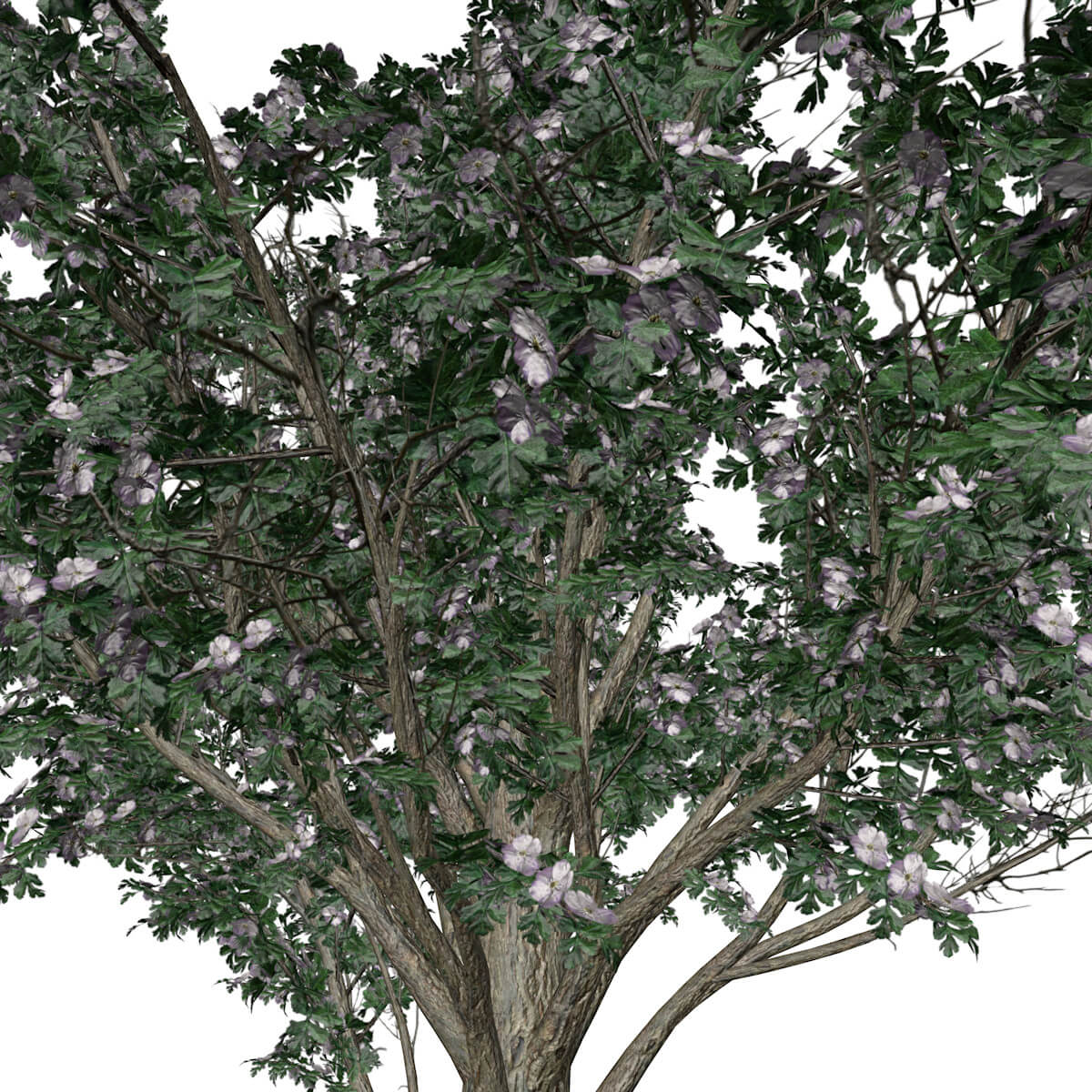 Common Hawthorn Plant Collection by AntonioKowatsch