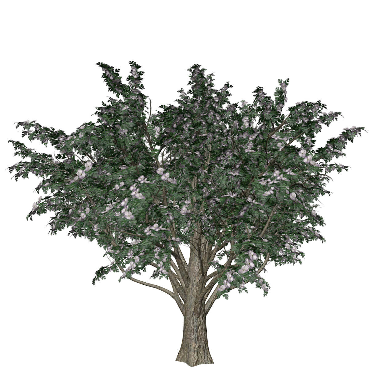 Common Hawthorn Plant Collection by AntonioKowatsch
