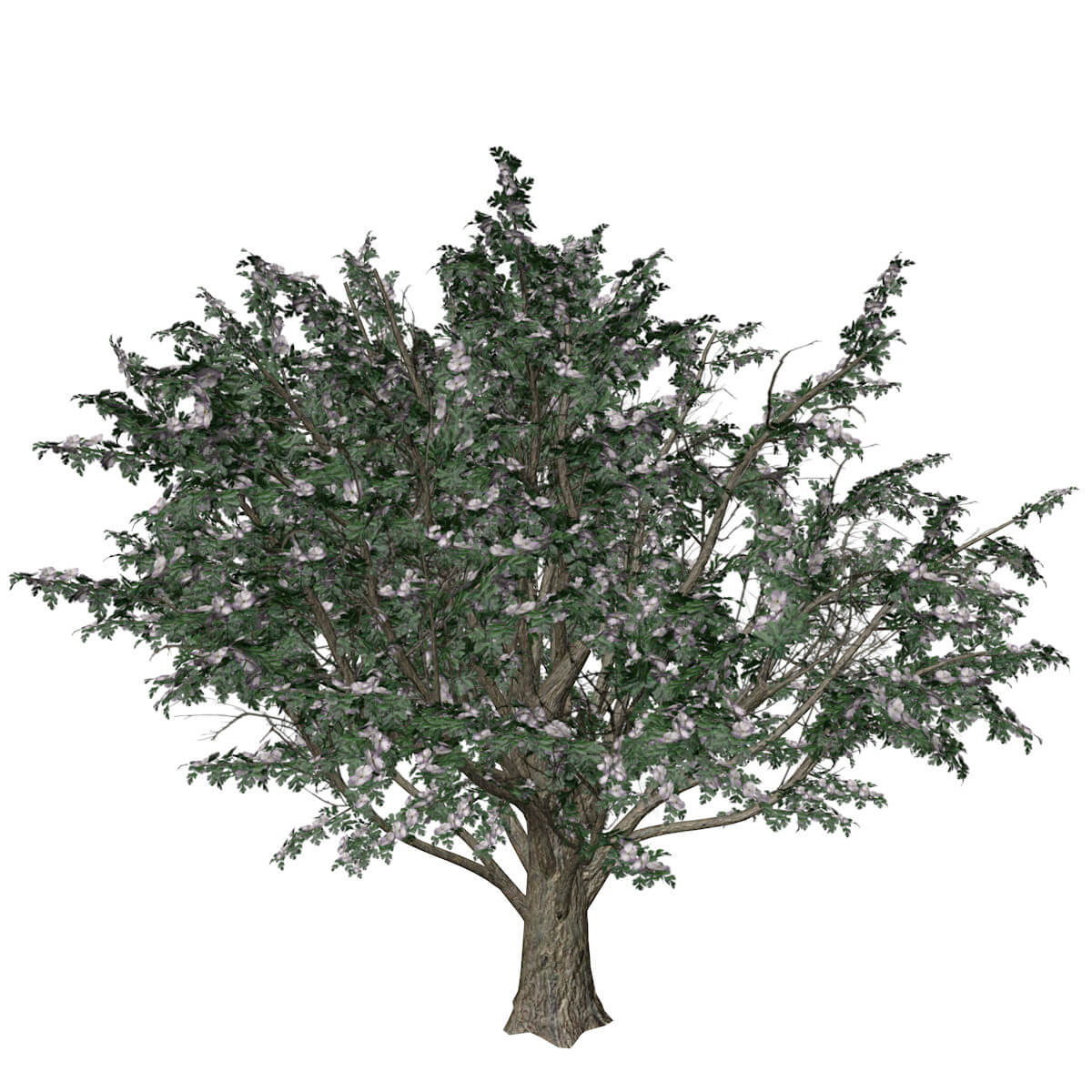 Common Hawthorn Plant #03 - 3D Model by AntonioKowatsch