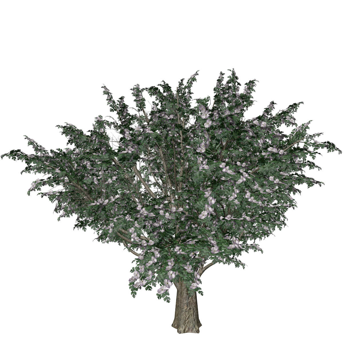 Common Hawthorn Plant Collection by AntonioKowatsch