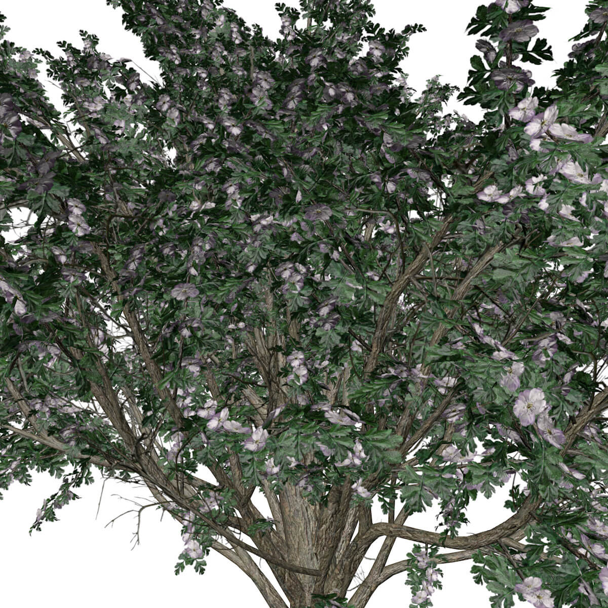 Common Hawthorn Plant #05 - 3D Model by AntonioKowatsch