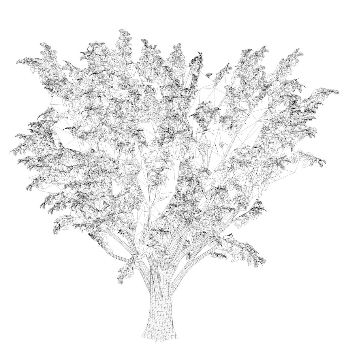 Common Hawthorn Plant Collection by AntonioKowatsch