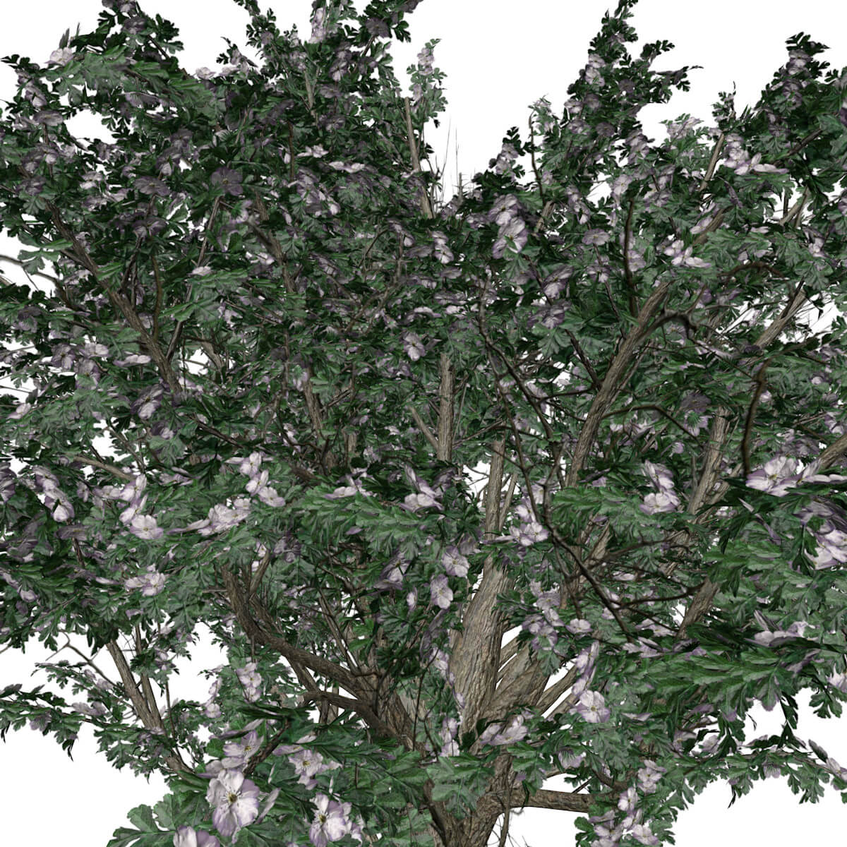 Common Hawthorn Plant #07 - 3D Model by AntonioKowatsch