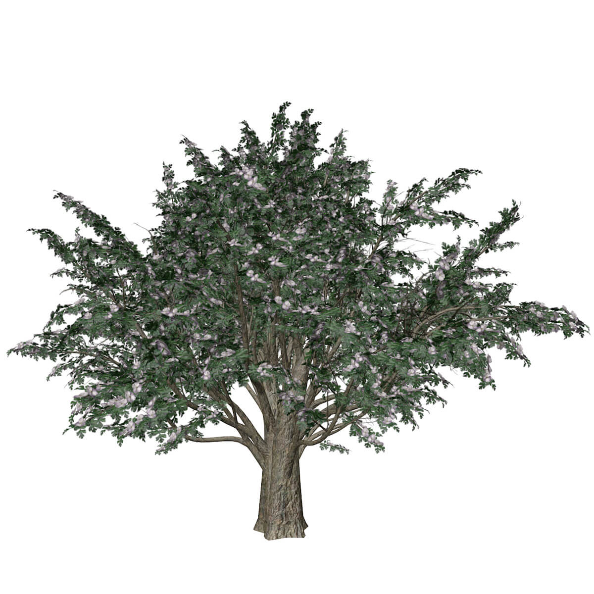 Common Hawthorn Plant #08 - 3D Model by AntonioKowatsch
