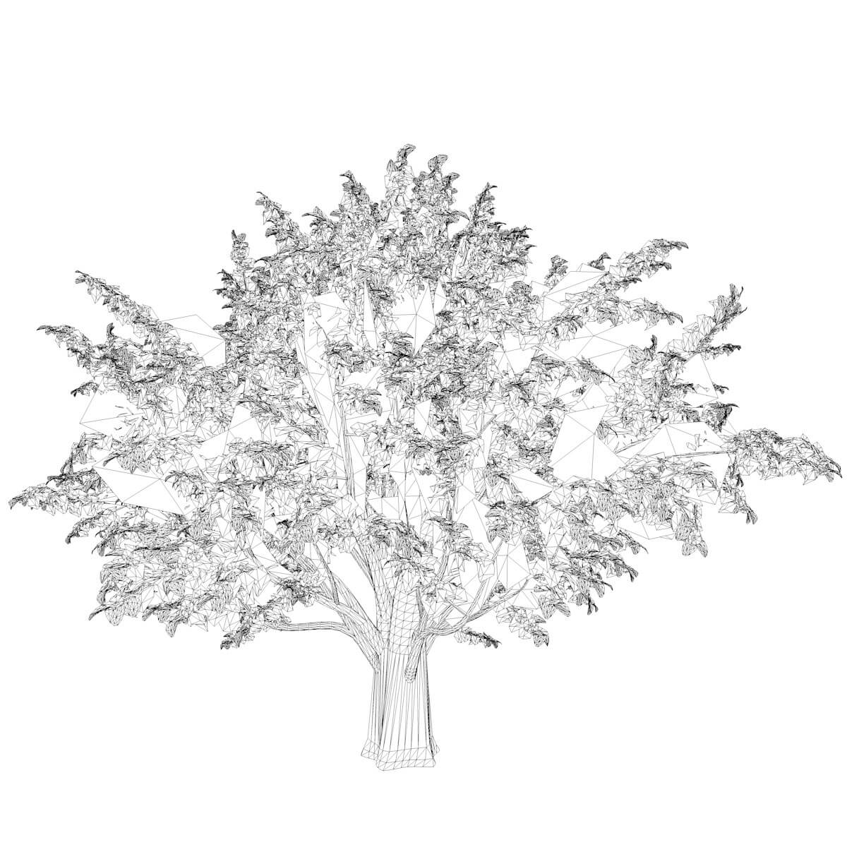 Common Hawthorn Plant Collection by AntonioKowatsch