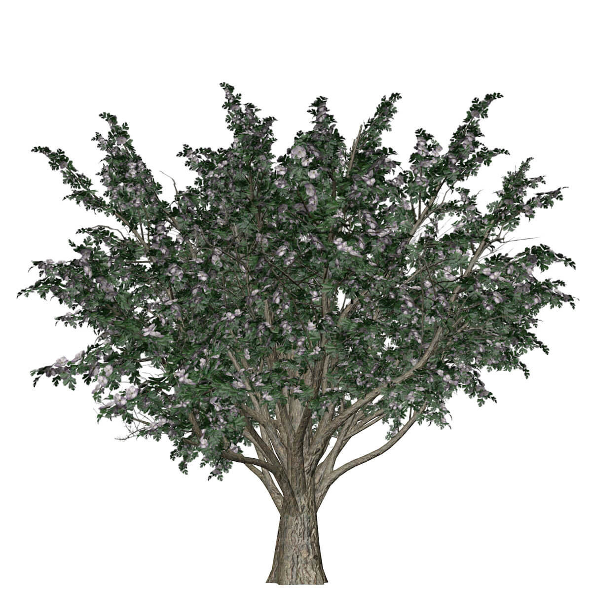 Common Hawthorn Plant #09 - 3D Model by AntonioKowatsch