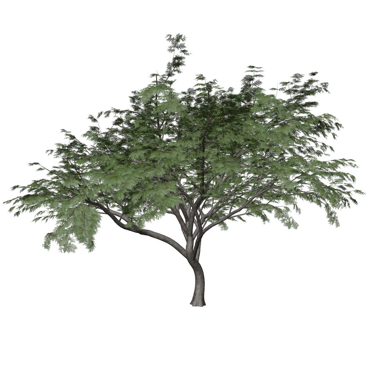 Common Hook-Thorn Tree #01 3D Model by AntonioKowatsch