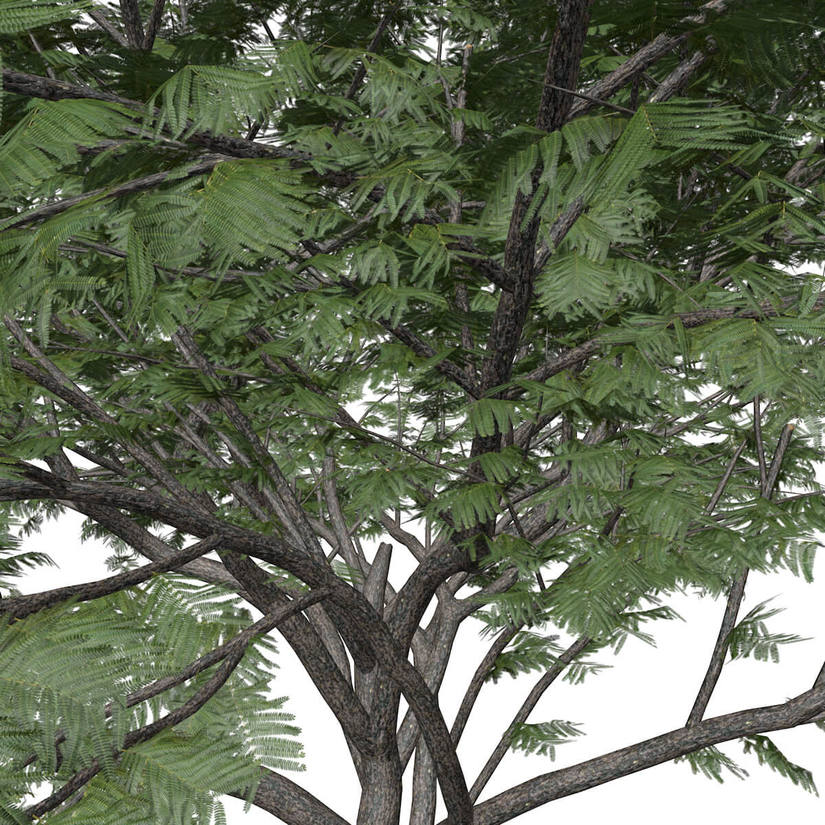 Common Hook-Thorn Tree #01 3D Model by AntonioKowatsch