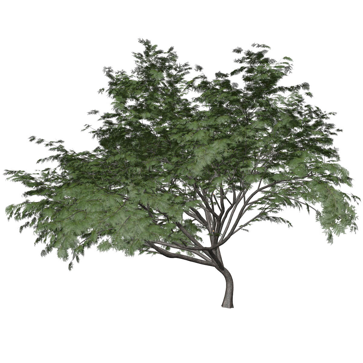 Common Hook-Thorn Tree Collection by AntonioKowatsch