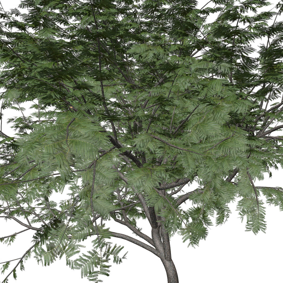 Common Hook-Thorn Tree #03 3D Model by AntonioKowatsch