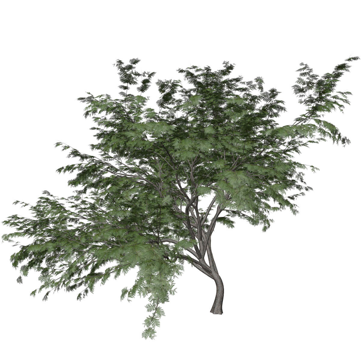 Common Hook-Thorn Tree #04 3D Model by AntonioKowatsch