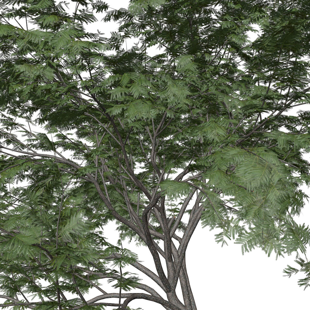 Common Hook-Thorn Tree #04 3D Model by AntonioKowatsch