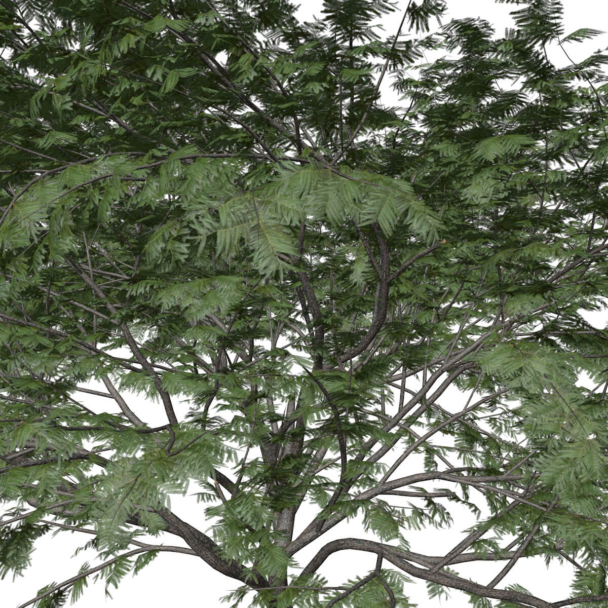 Common Hook-Thorn Tree Collection by AntonioKowatsch