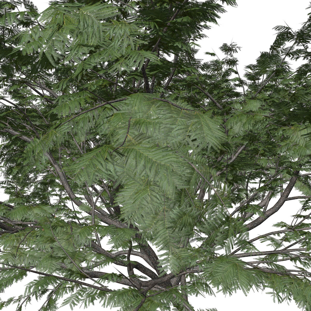 Common Hook-Thorn Tree #06 3D Model by AntonioKowatsch