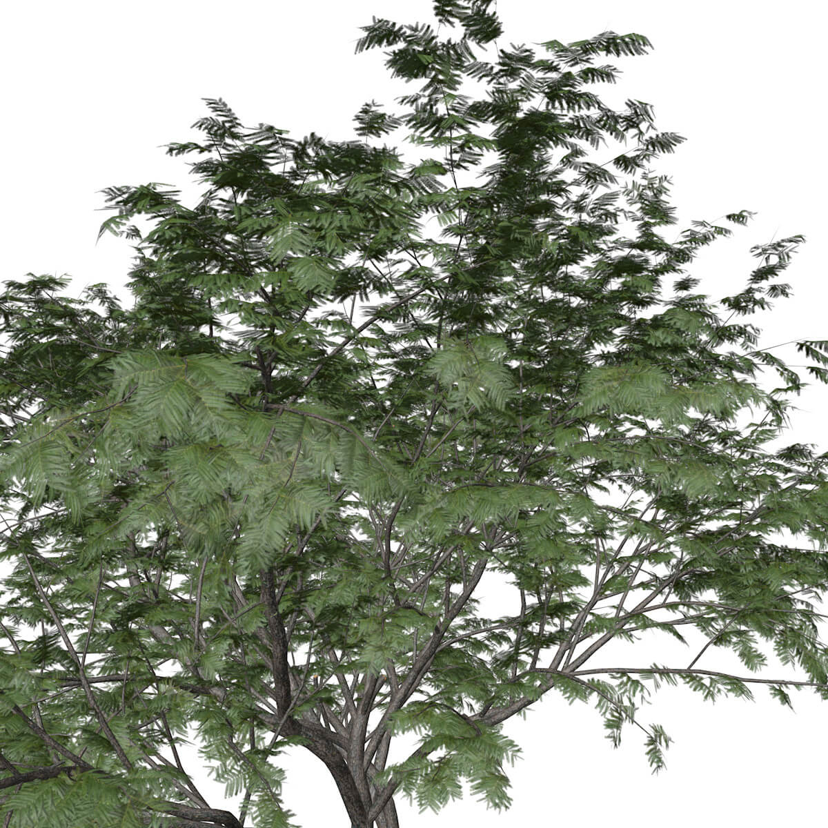 Common Hook-Thorn Tree Collection by AntonioKowatsch