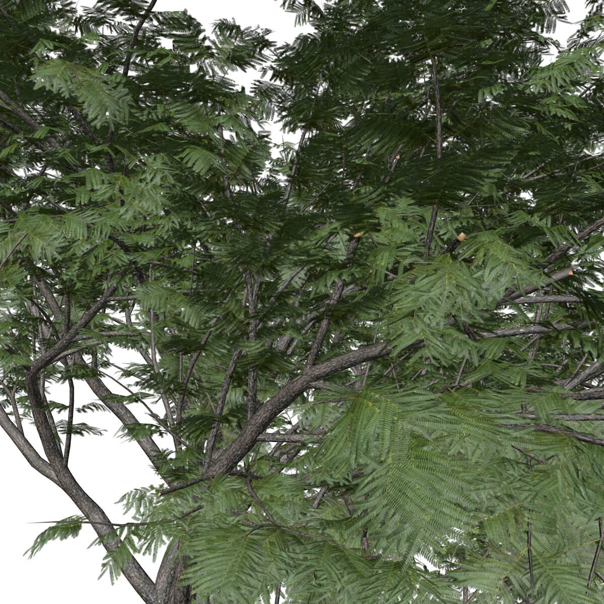 Common Hook-Thorn Tree #08 3D Model by AntonioKowatsch