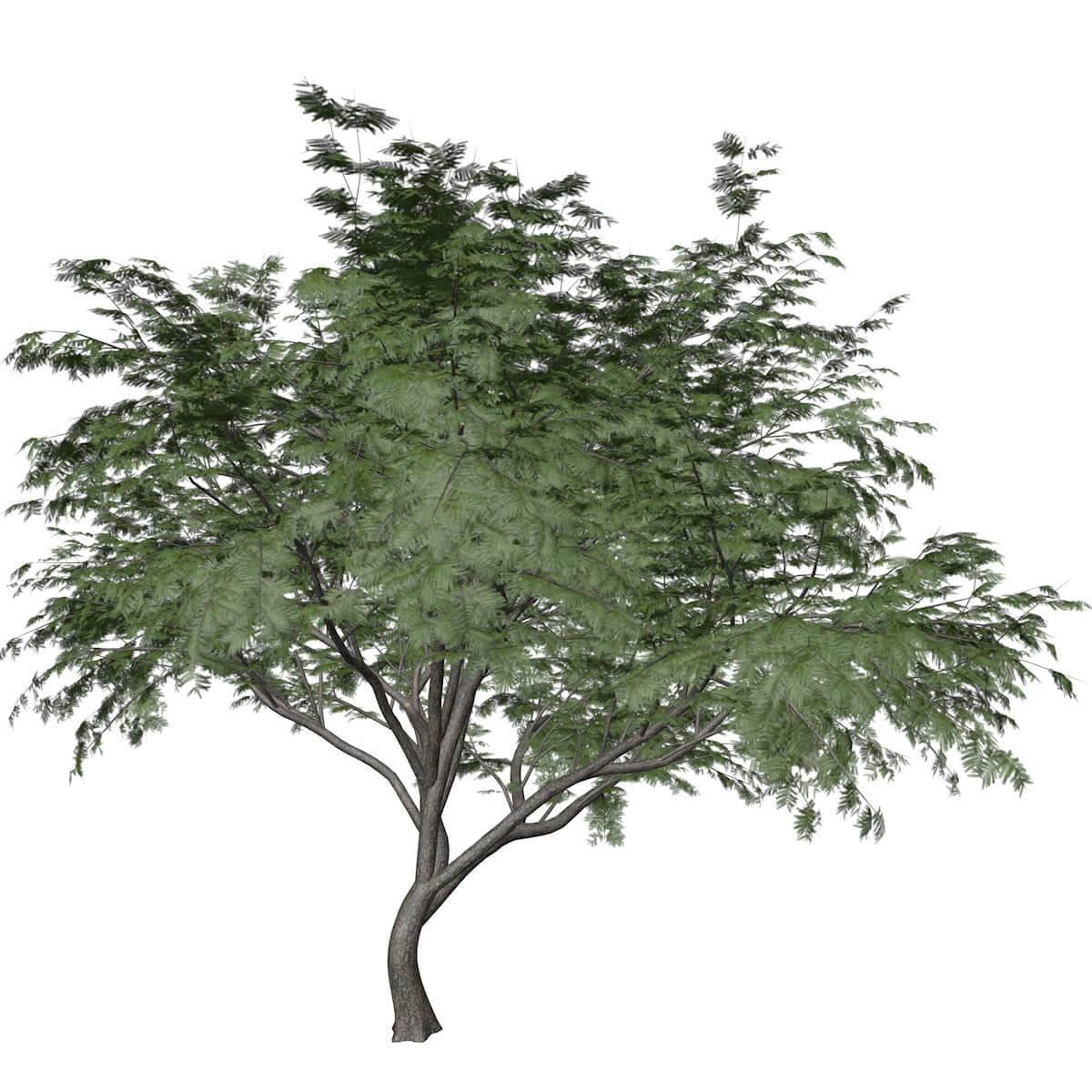 Common Hook-Thorn Tree #09 3D Model by AntonioKowatsch