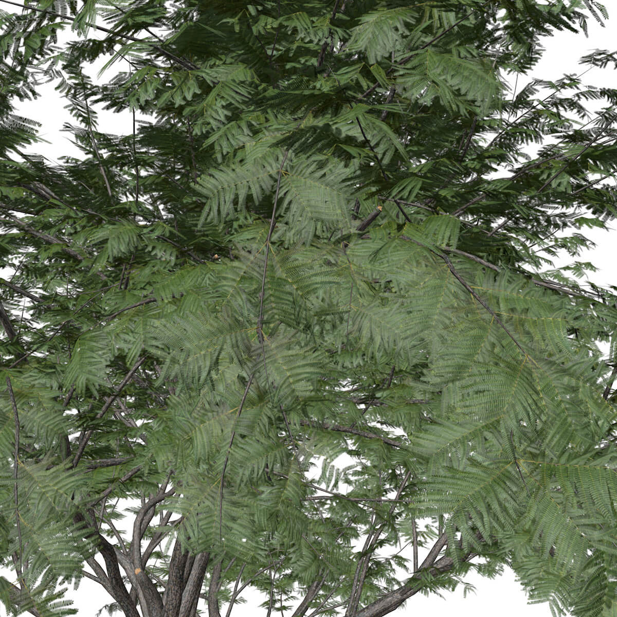 Common Hook-Thorn Tree #09 3D Model by AntonioKowatsch