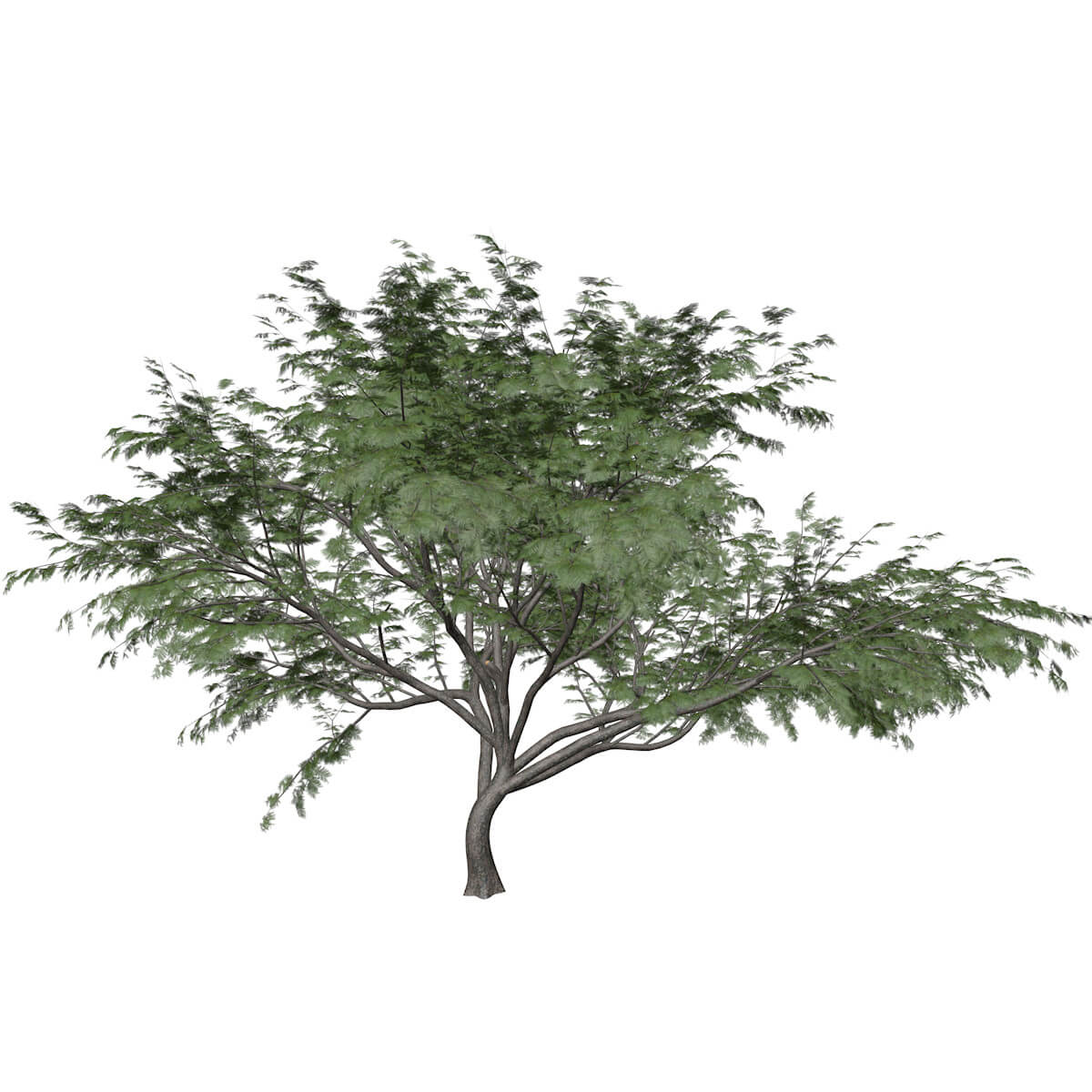 Common Hook-Thorn Tree #10 3D Model by AntonioKowatsch