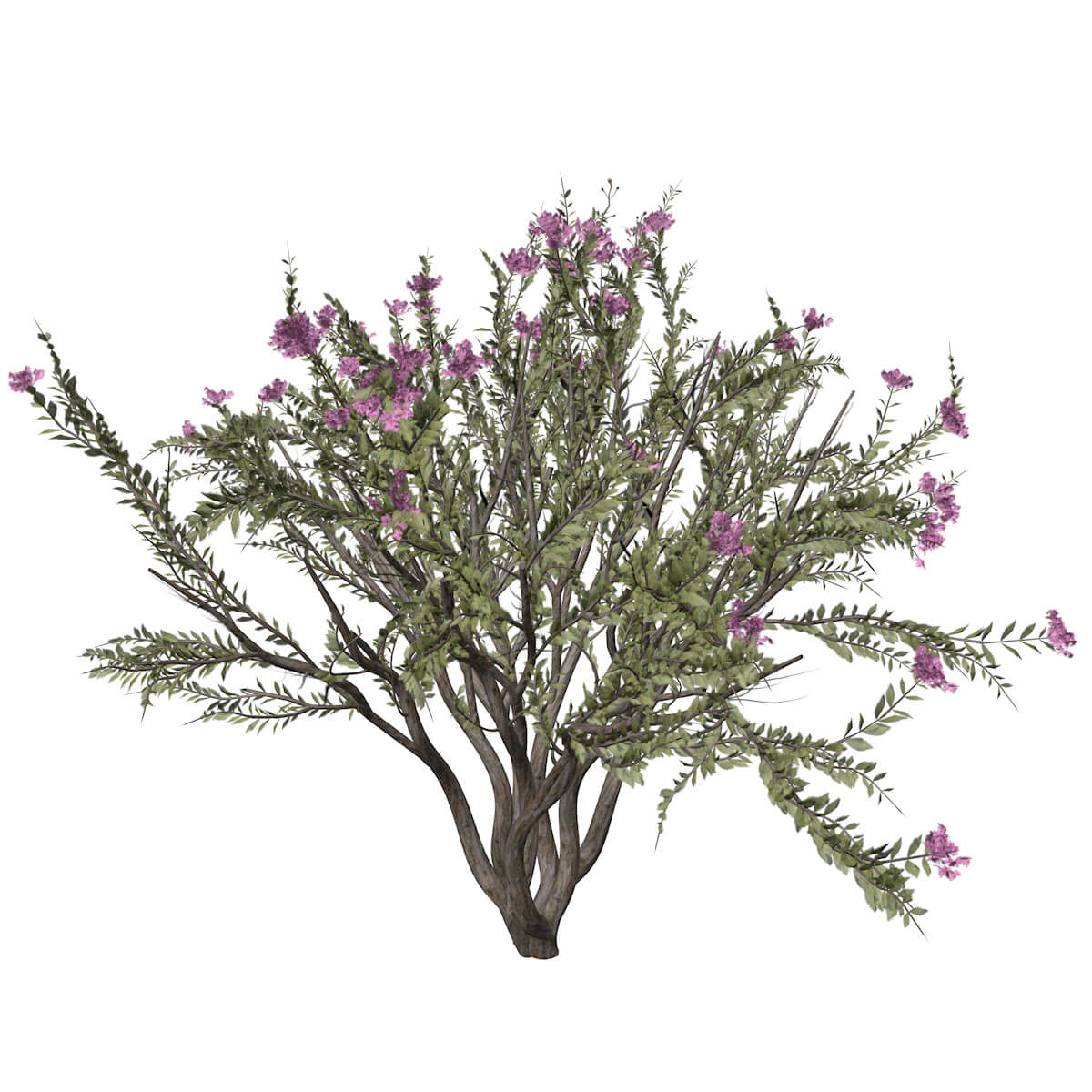 Crape Myrtle Tree #01 - 3D Model by AntonioKowatsch